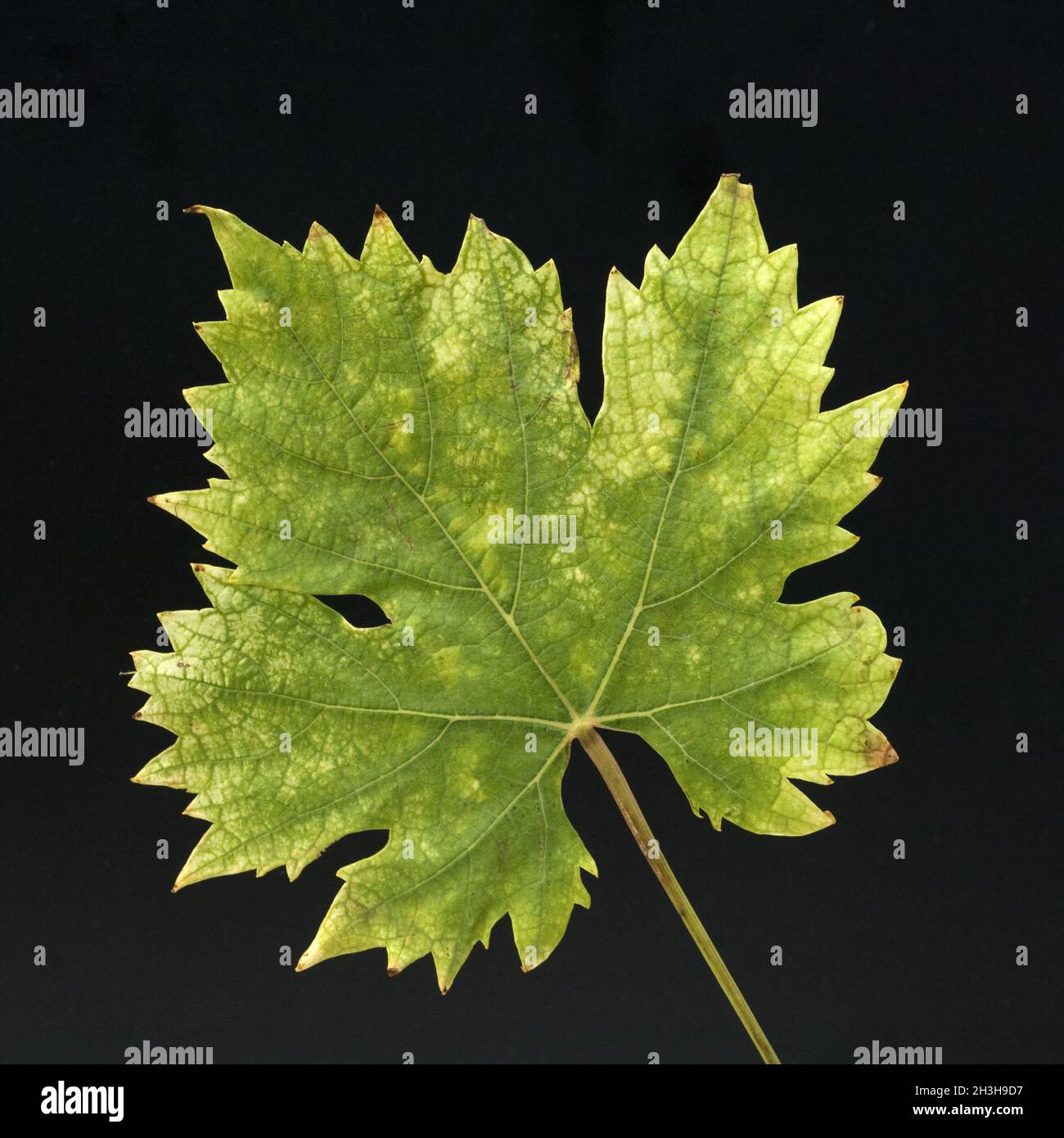 Vine Leaf; White Wine; Autumn Stock Photo - Alamy