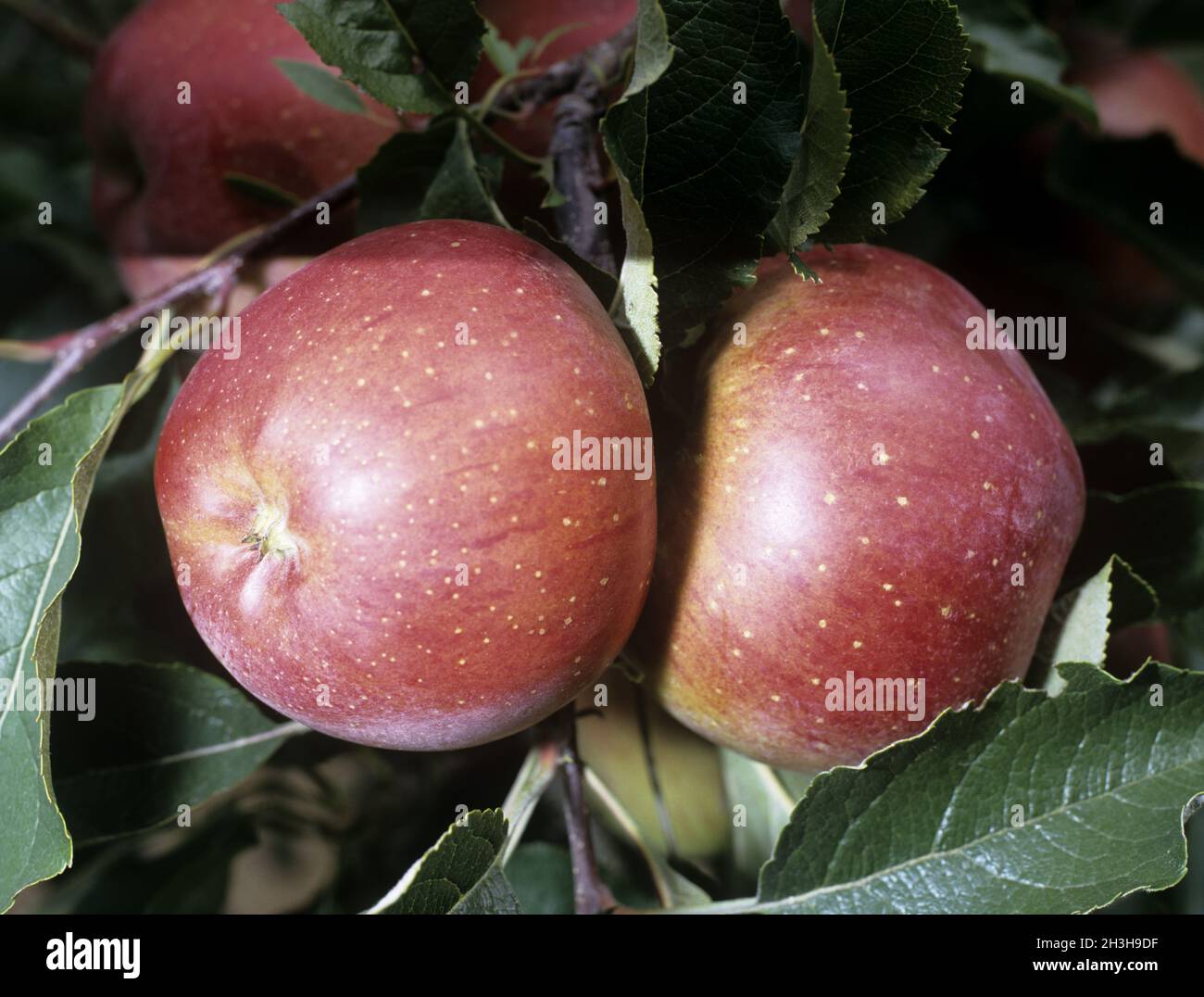 Super Melred Apple Stock Photo - Alamy