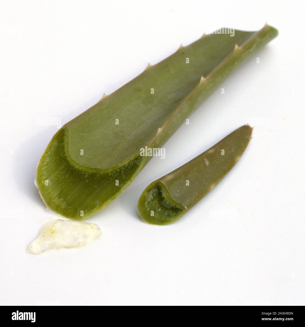 Curacao aloe vera hi-res stock photography and images - Alamy