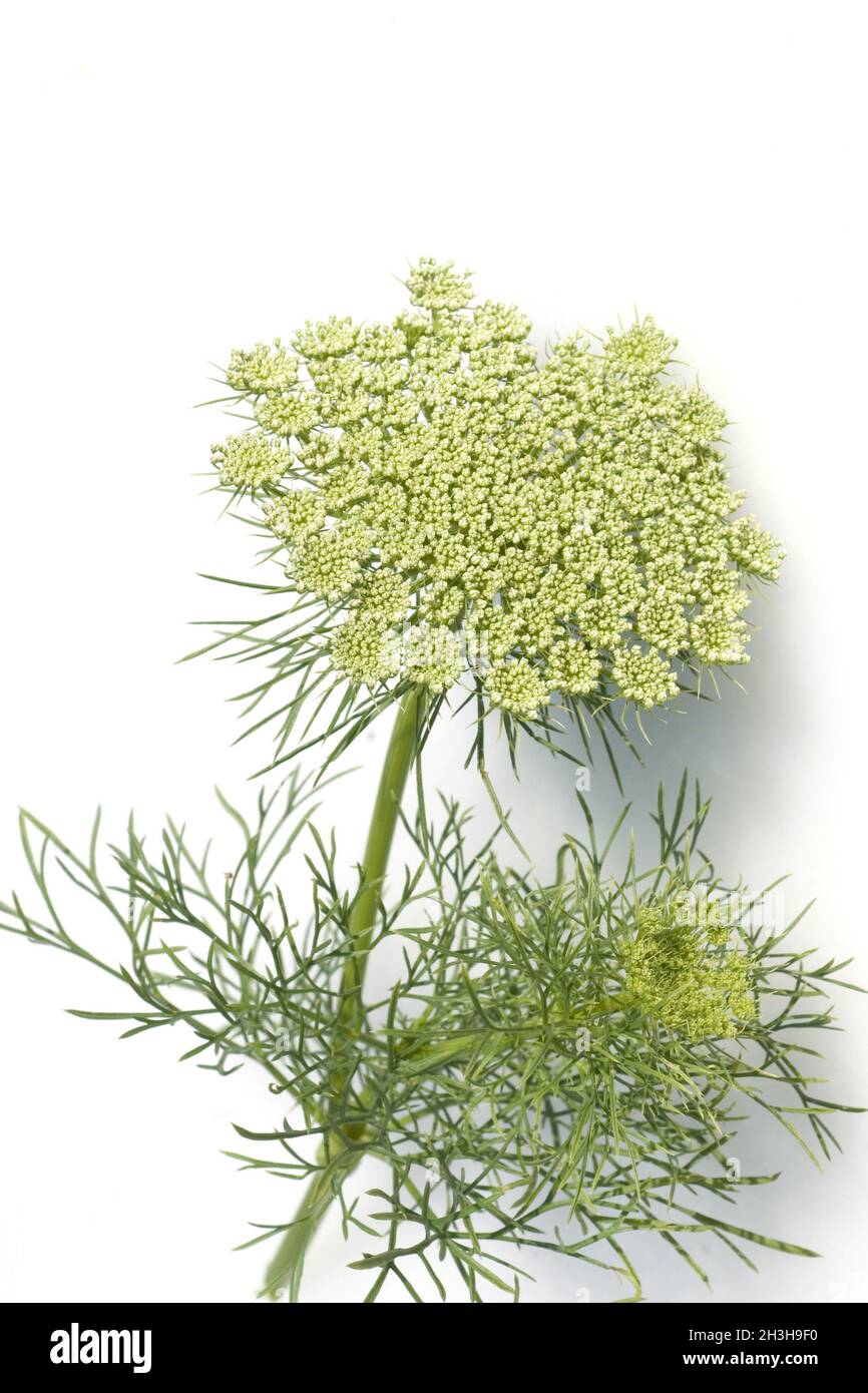 Native weed Cut Out Stock Images & Pictures - Alamy