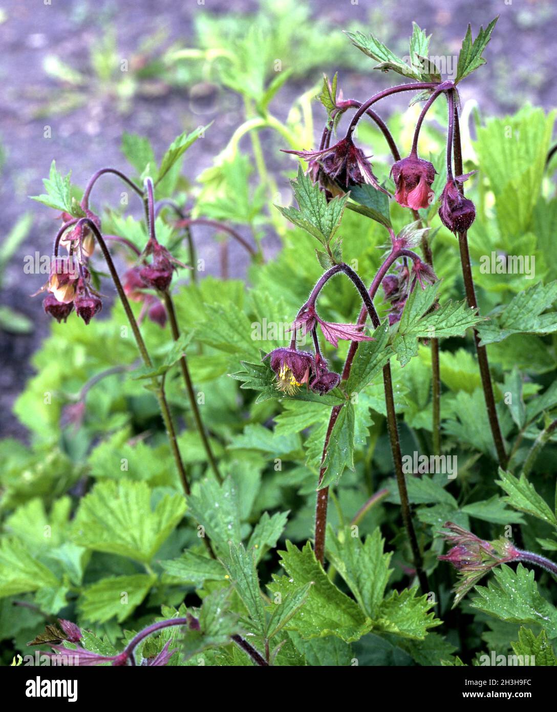 Clove root hi-res stock photography and images - Alamy