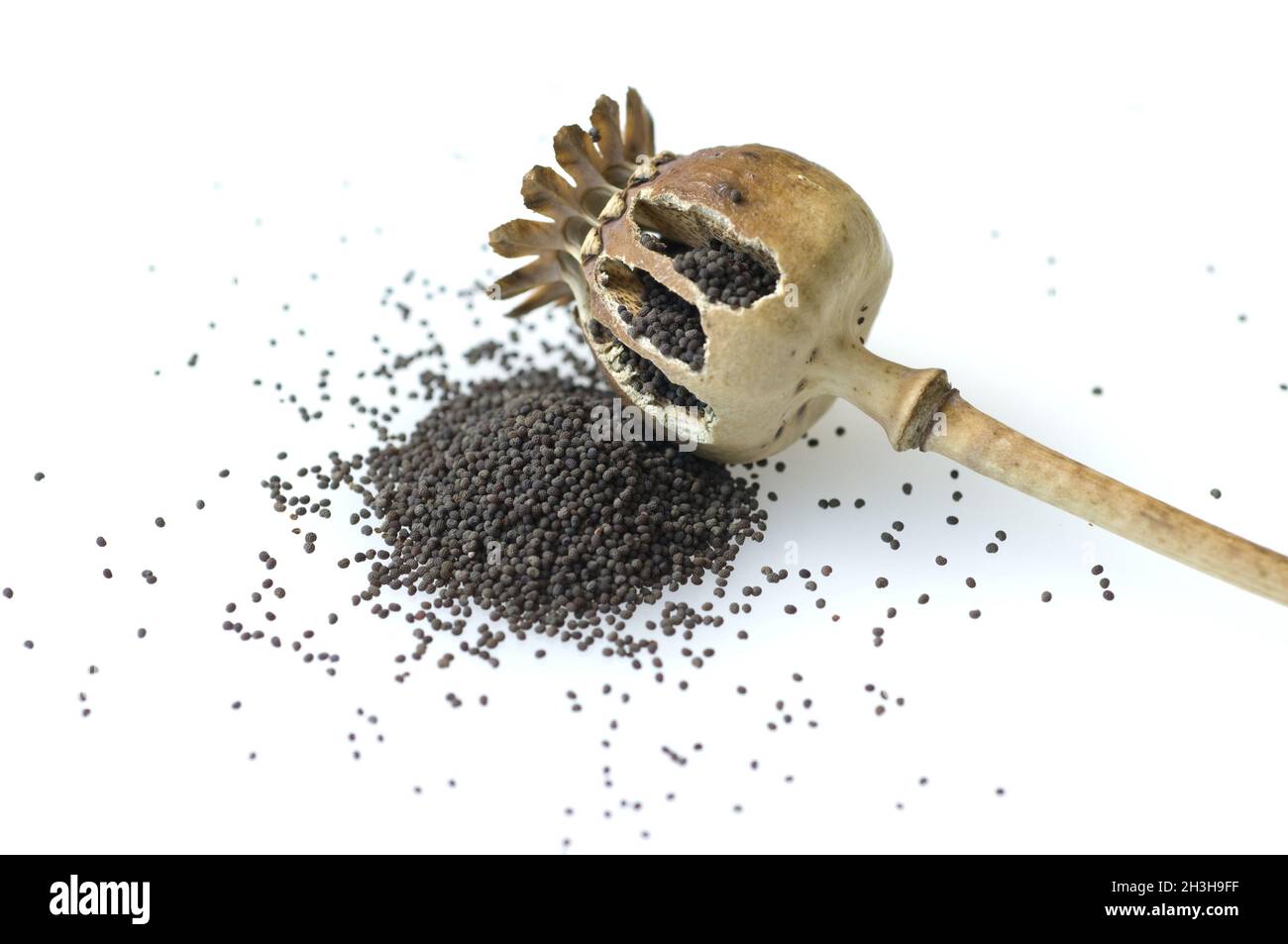 Poppy seeds, Papaver somniferum Stock Photo - Alamy