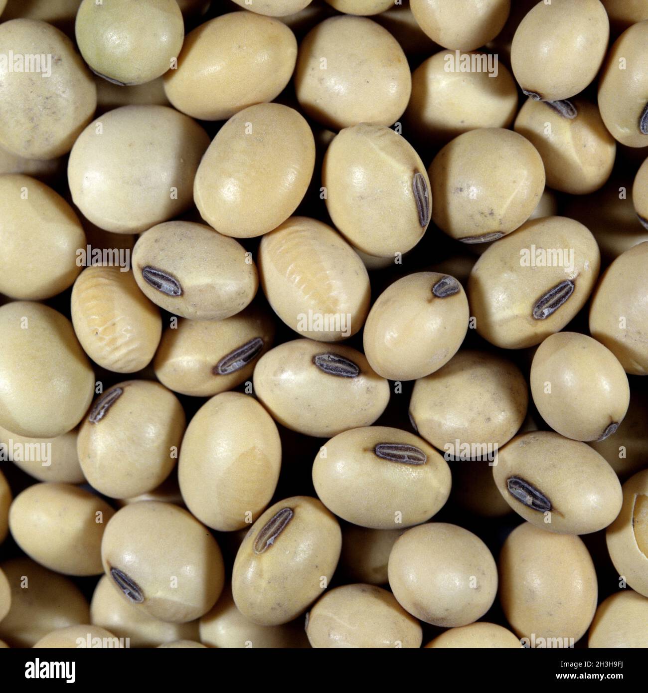 Sojaschote hi-res stock photography and images - Alamy