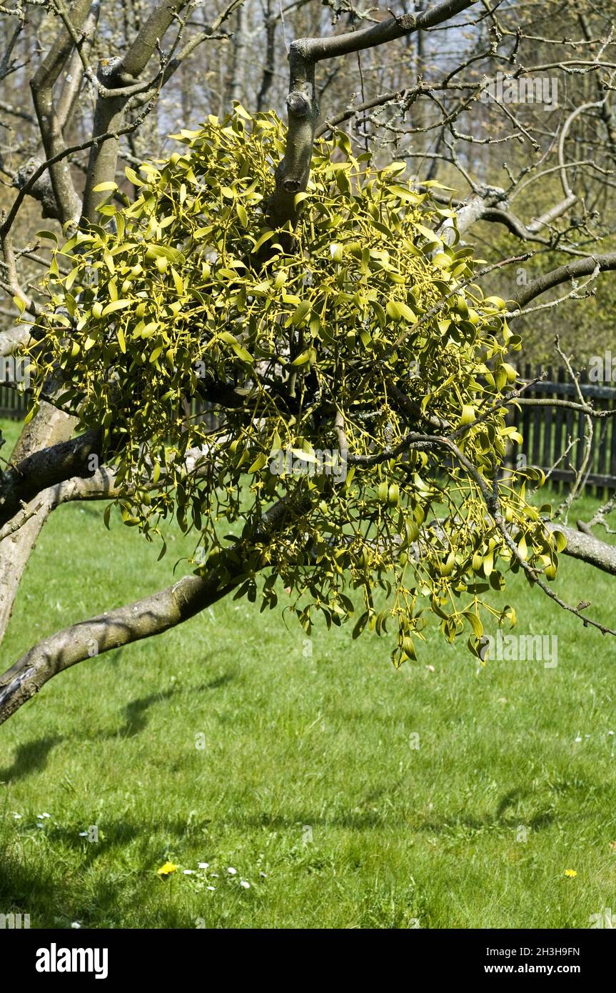 Mistel; Viscum album Stock Photo - Alamy