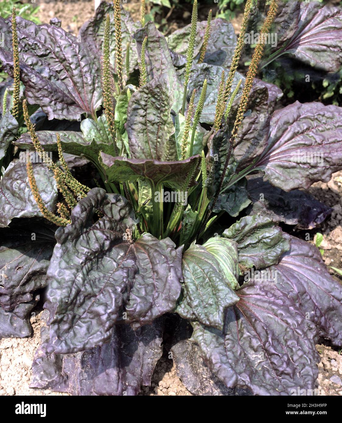 Medium plantain; Plantago media; Kamozyin Stock Photo - Alamy