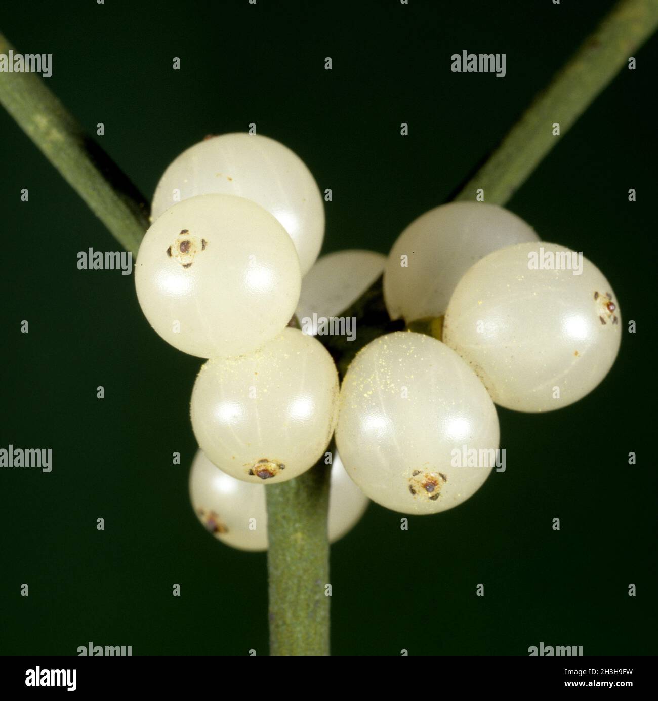 Leimmistel hi-res stock photography and images - Alamy