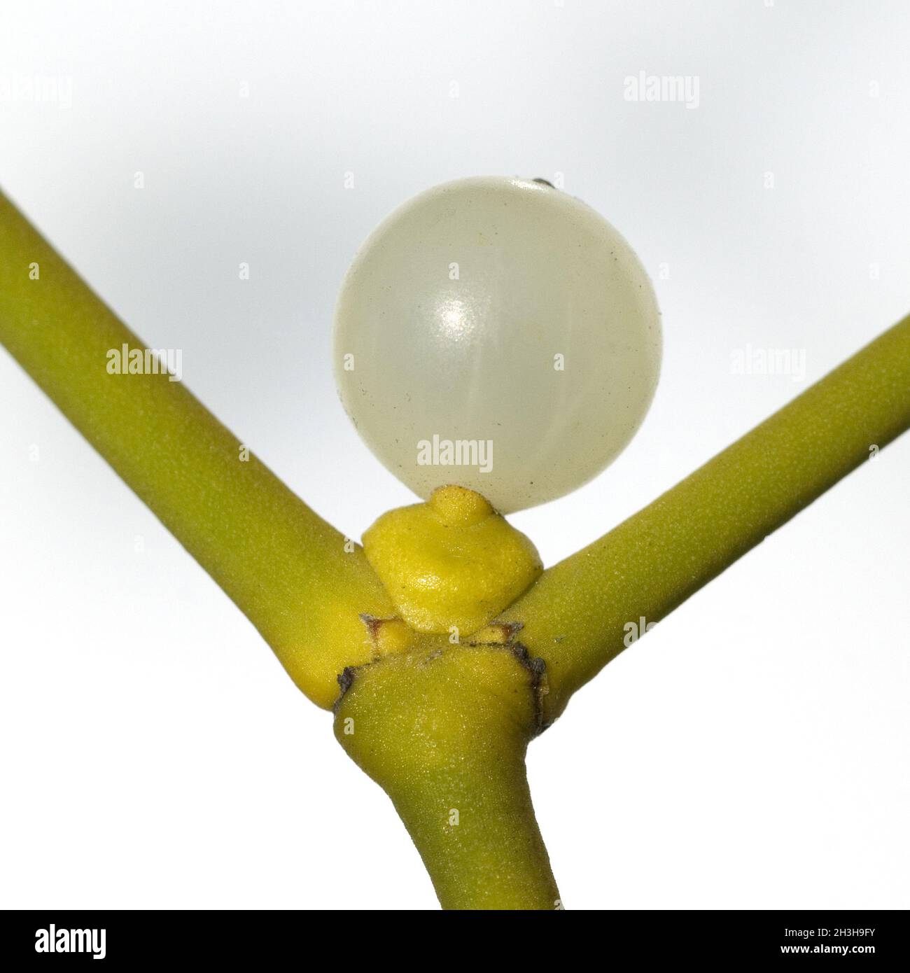 Mistel; Viscum album Stock Photo - Alamy