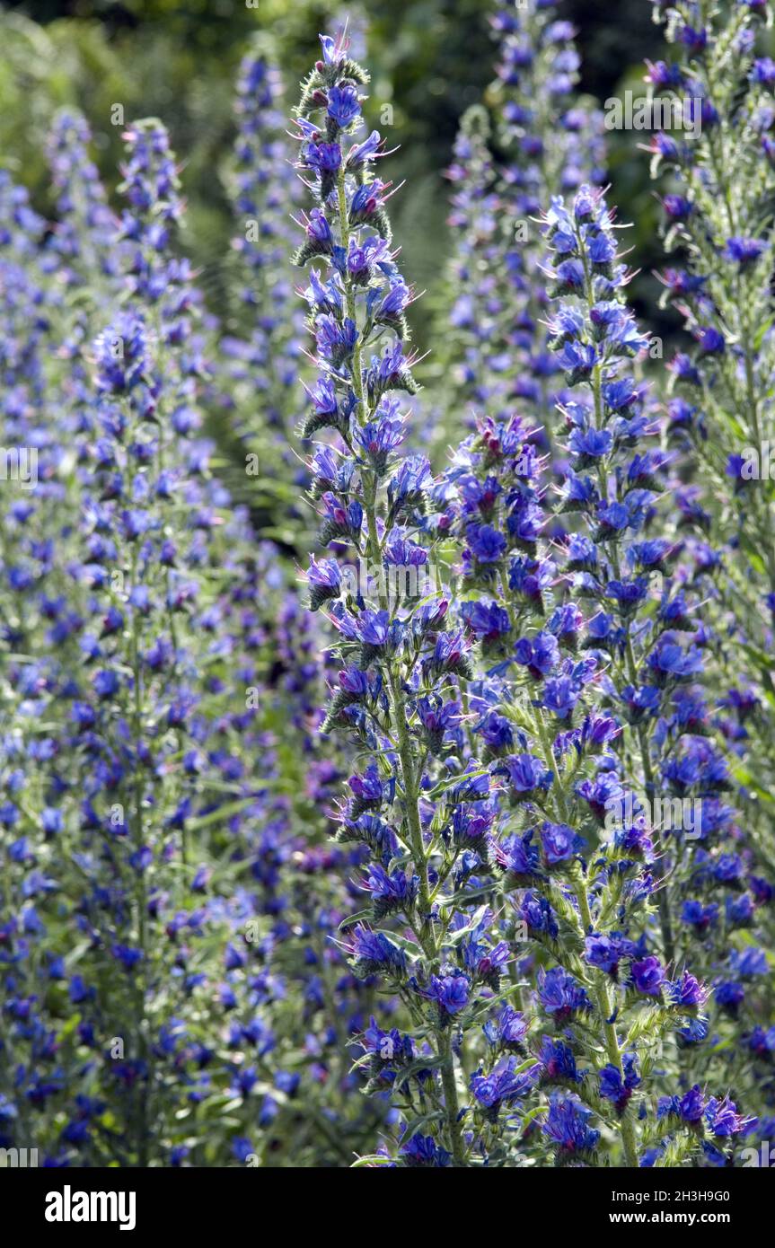 Echium native flora hi-res stock photography and images - Alamy