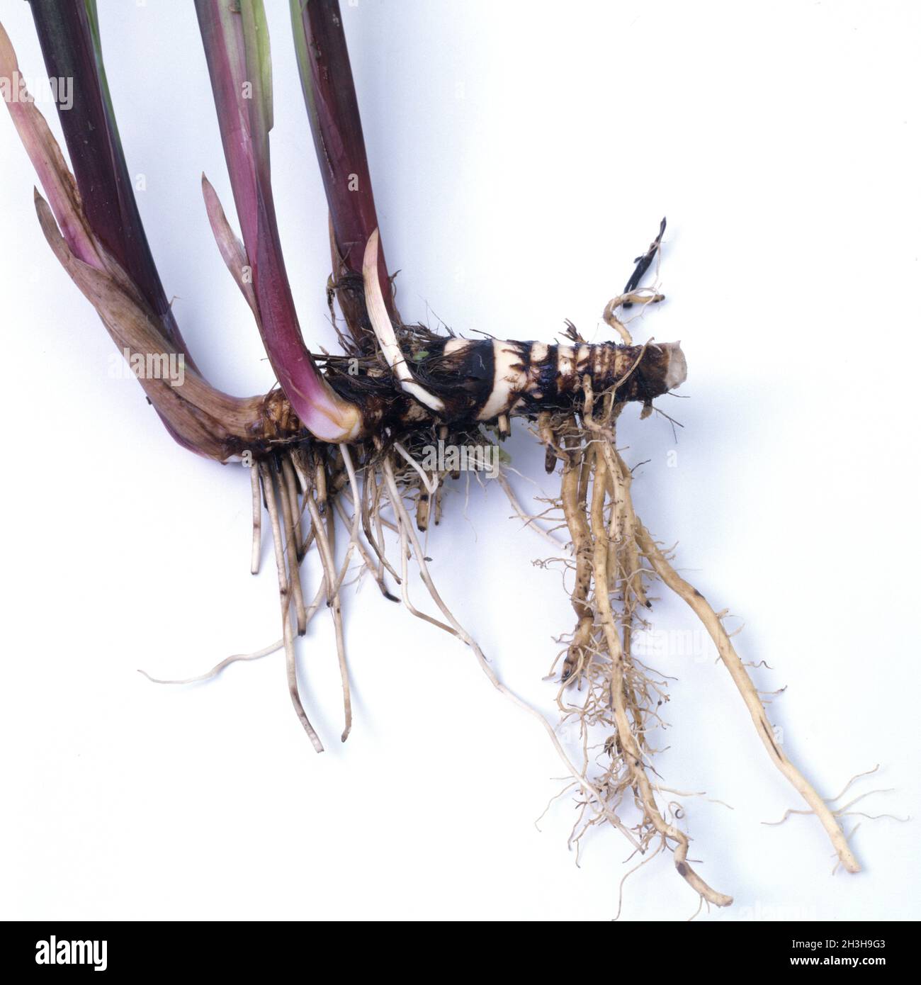 Acorus calamus tea hi-res stock photography and images - Alamy