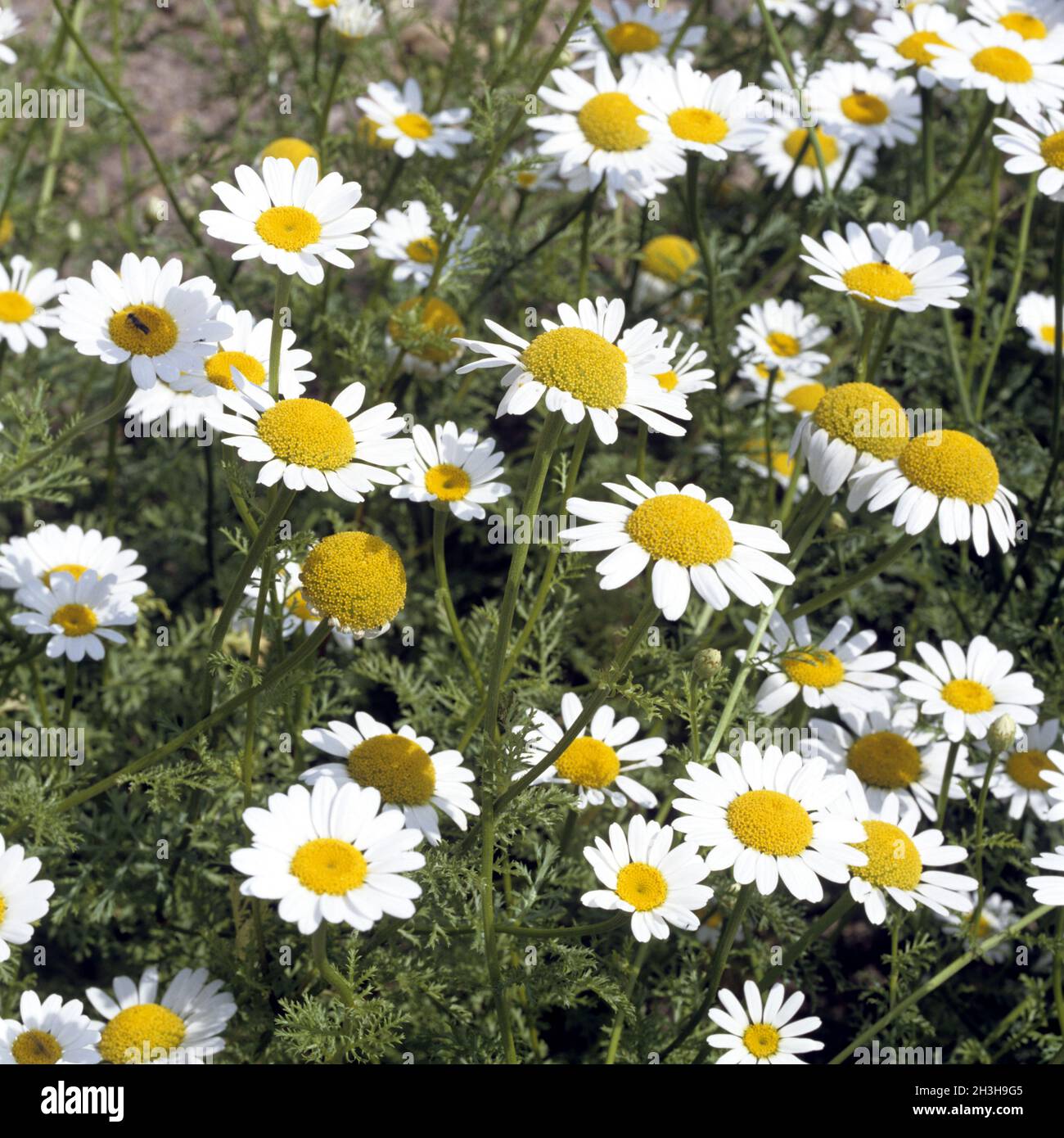 Bertram root hi-res stock photography and images - Alamy