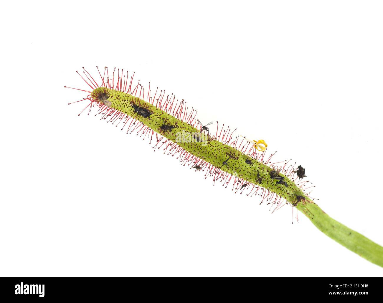 Water sundew Cut Out Stock Images & Pictures - Alamy