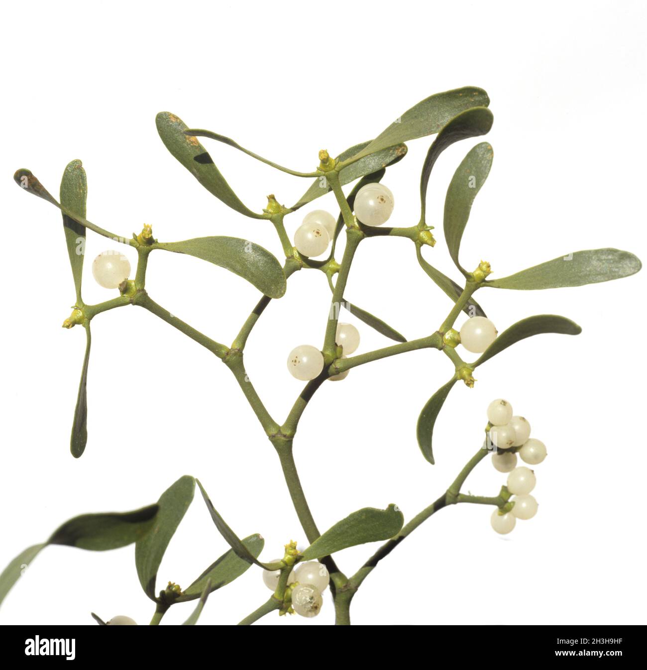Mistel; Viscum album Stock Photo - Alamy