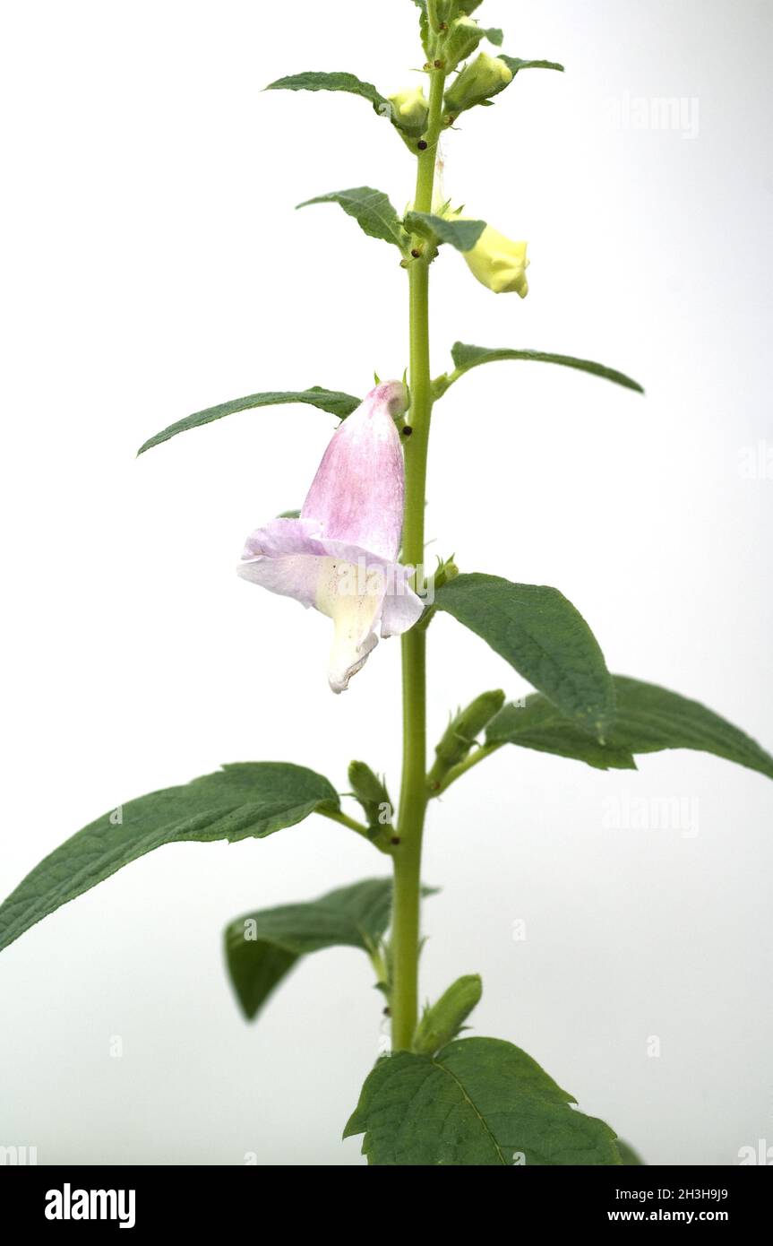Sesam, Sesamum indicum, Bluete Stock Photo - Alamy