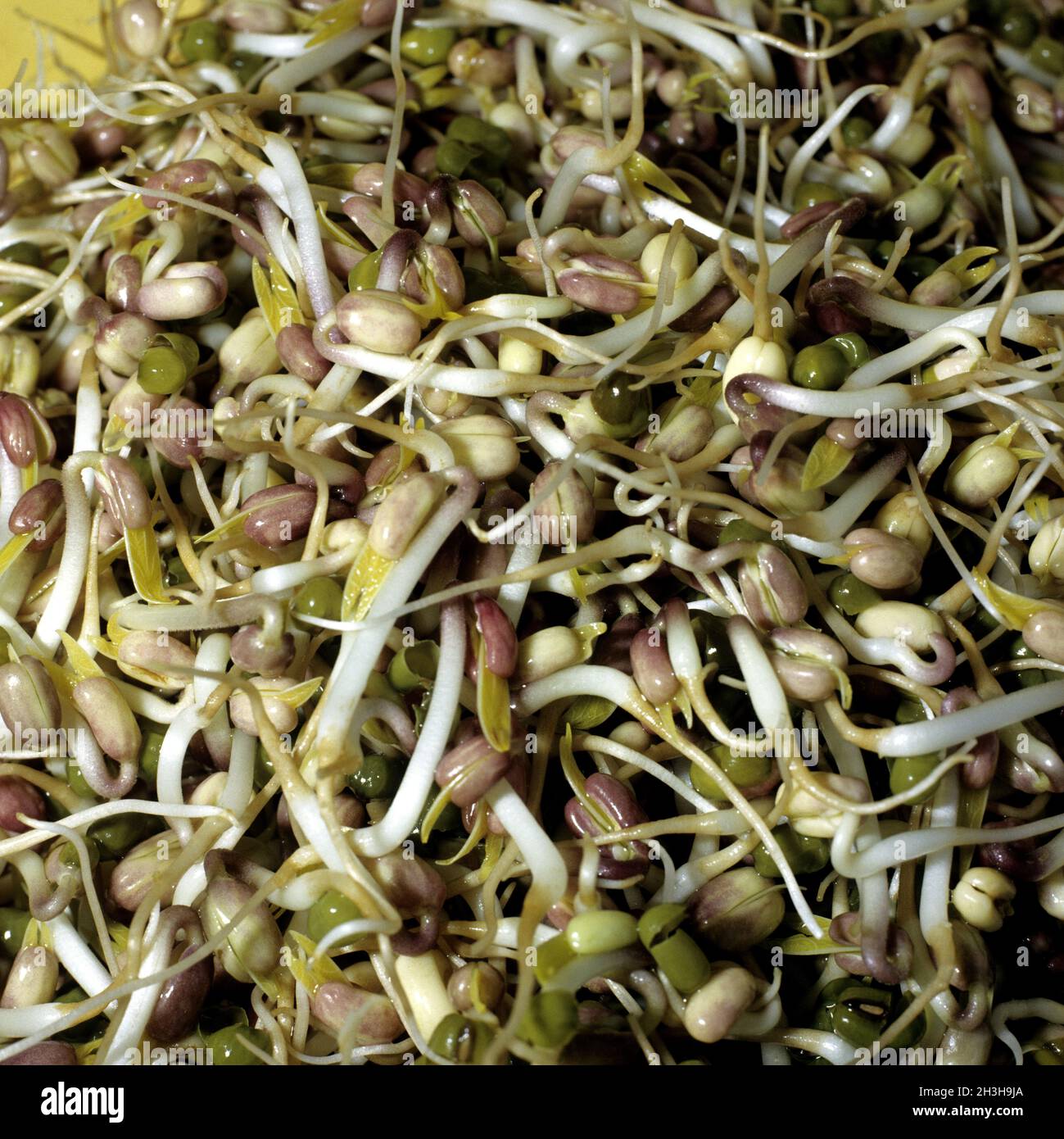 Soybean germ hi-res stock photography and images - Alamy