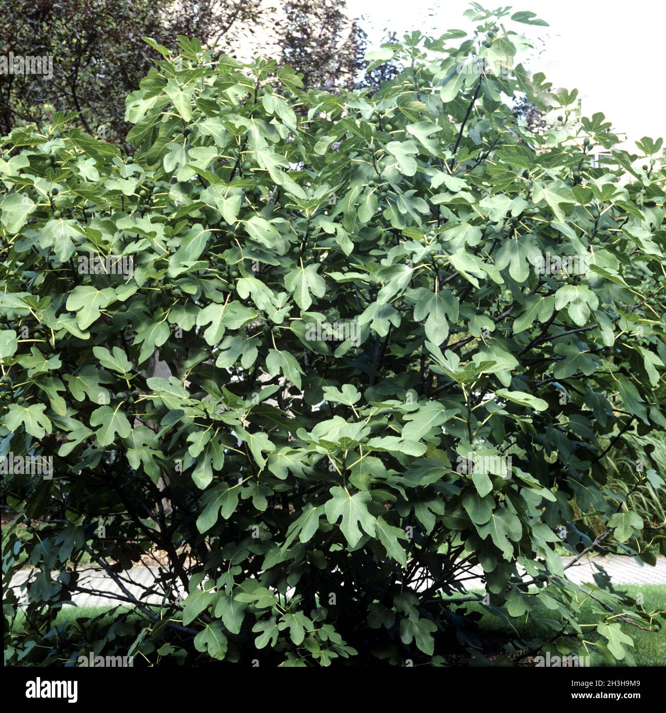 Fruiting fig tree hi-res stock photography and images - Alamy
