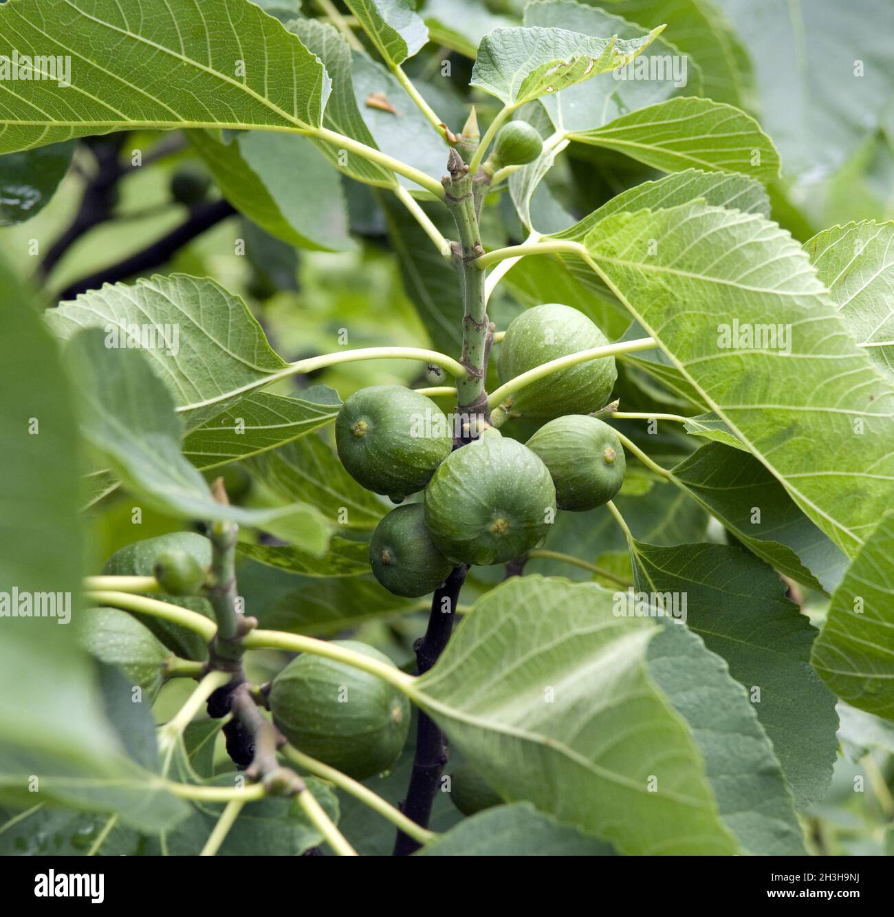 Fruiting fig tree hi-res stock photography and images - Alamy