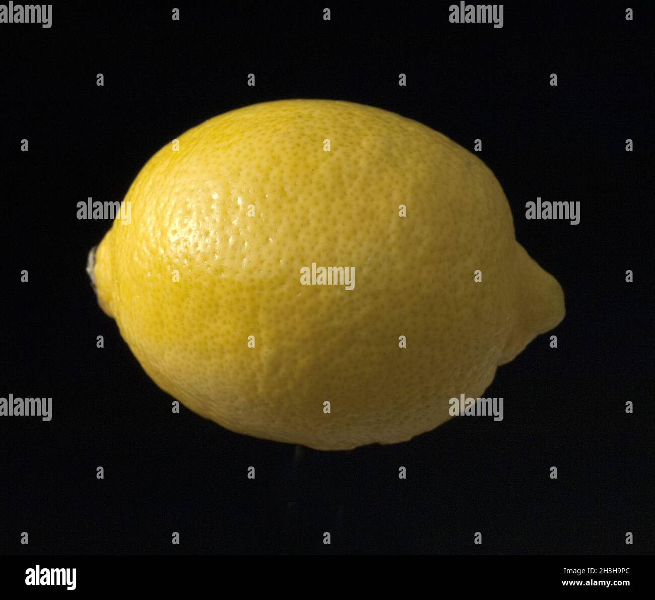 Zitron, Citrus, limon Stock Photo - Alamy