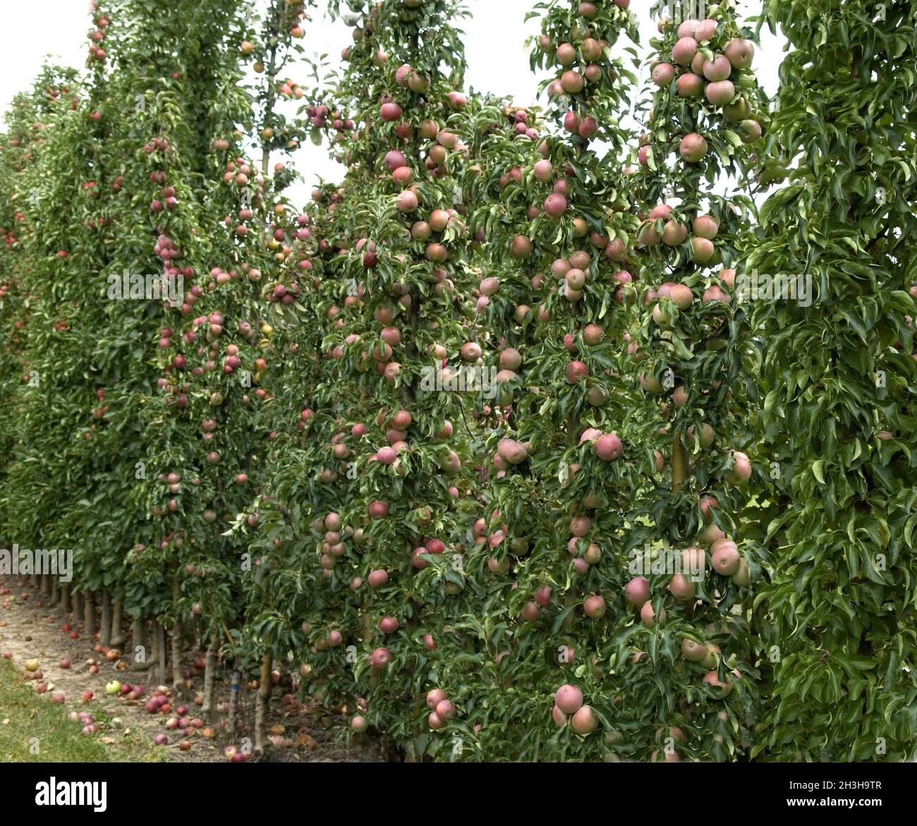 Fruit column hi-res stock photography and images - Alamy
