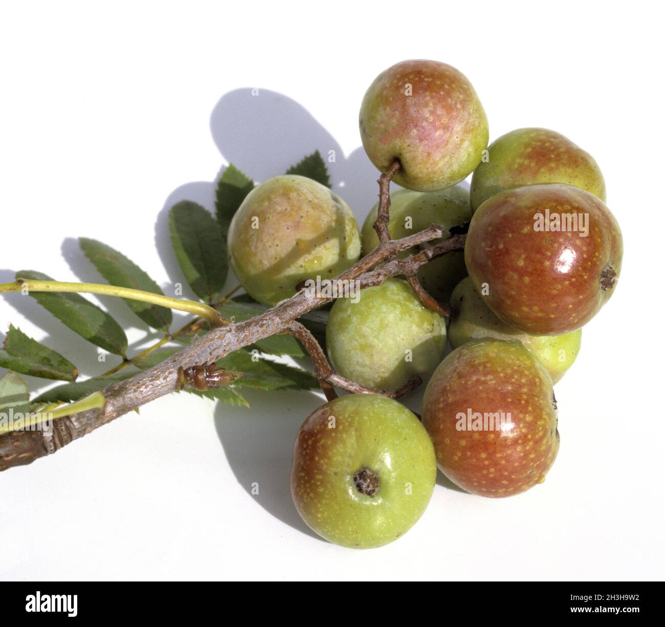 Speierling hi-res stock photography and images - Alamy