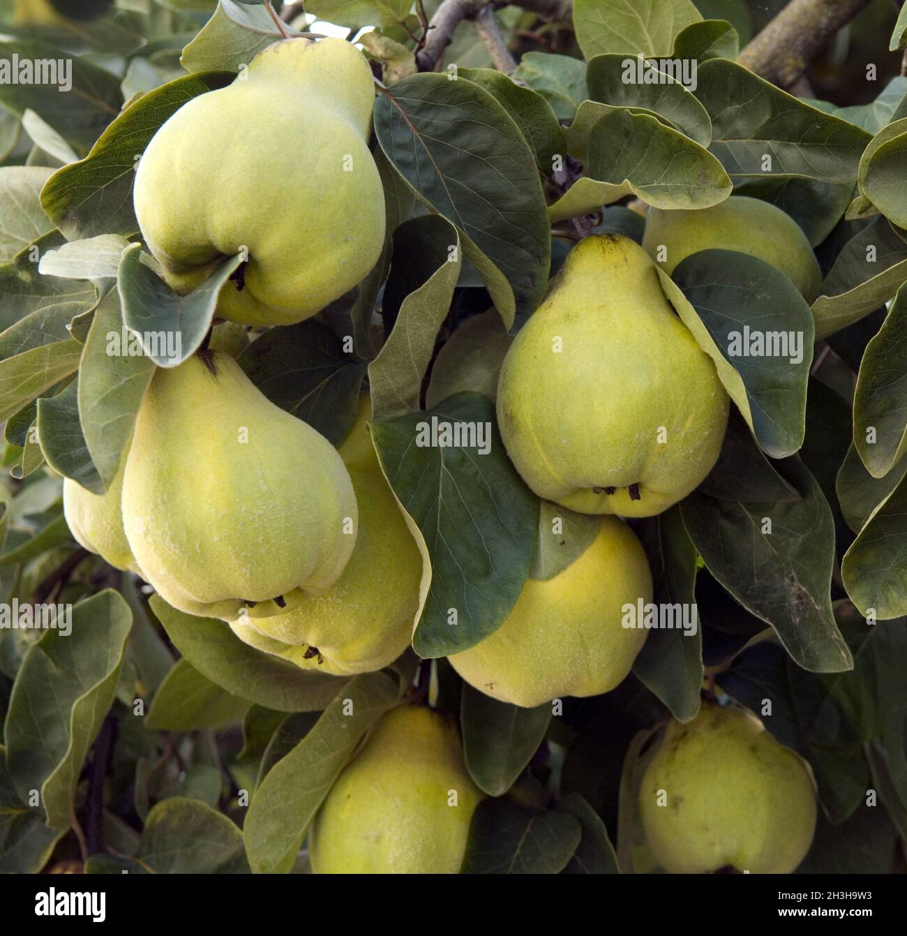 Quitten hi-res stock photography and images - Alamy