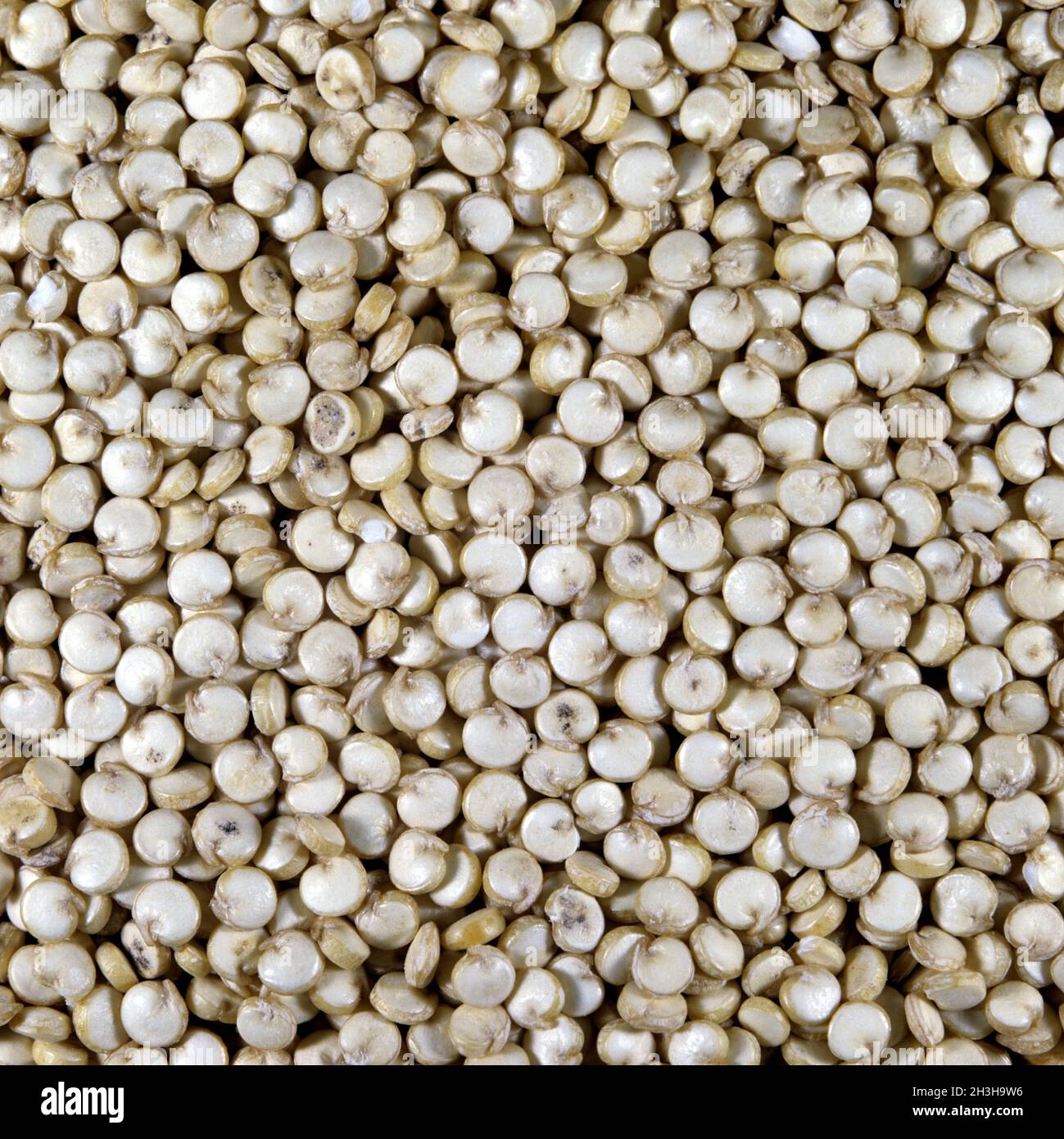 Quechua kinwa hi-res stock photography and images - Alamy