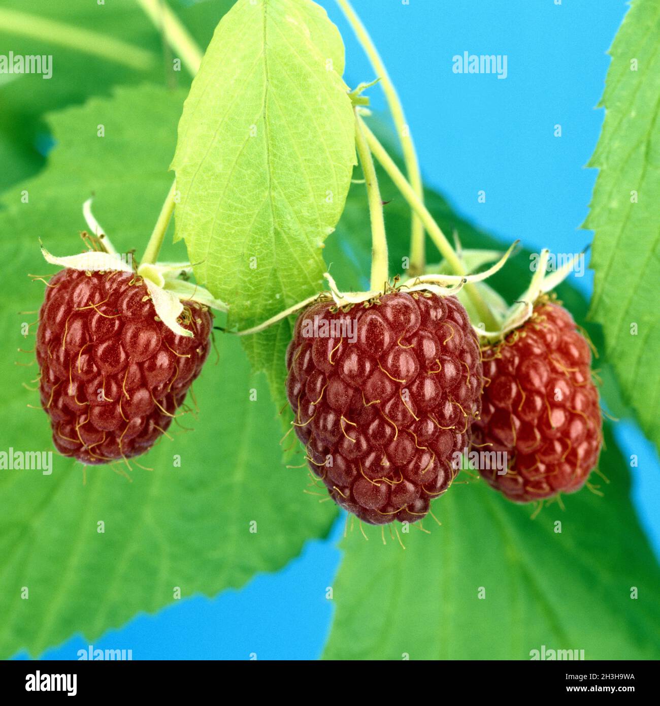 Raspberry, Rubus idaeus Stock Photo - Alamy
