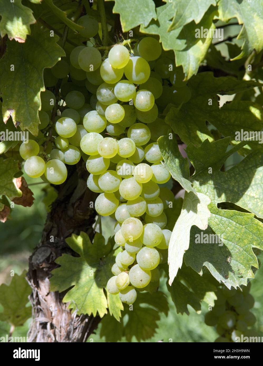 Banat rizling hi-res stock photography and images - Alamy