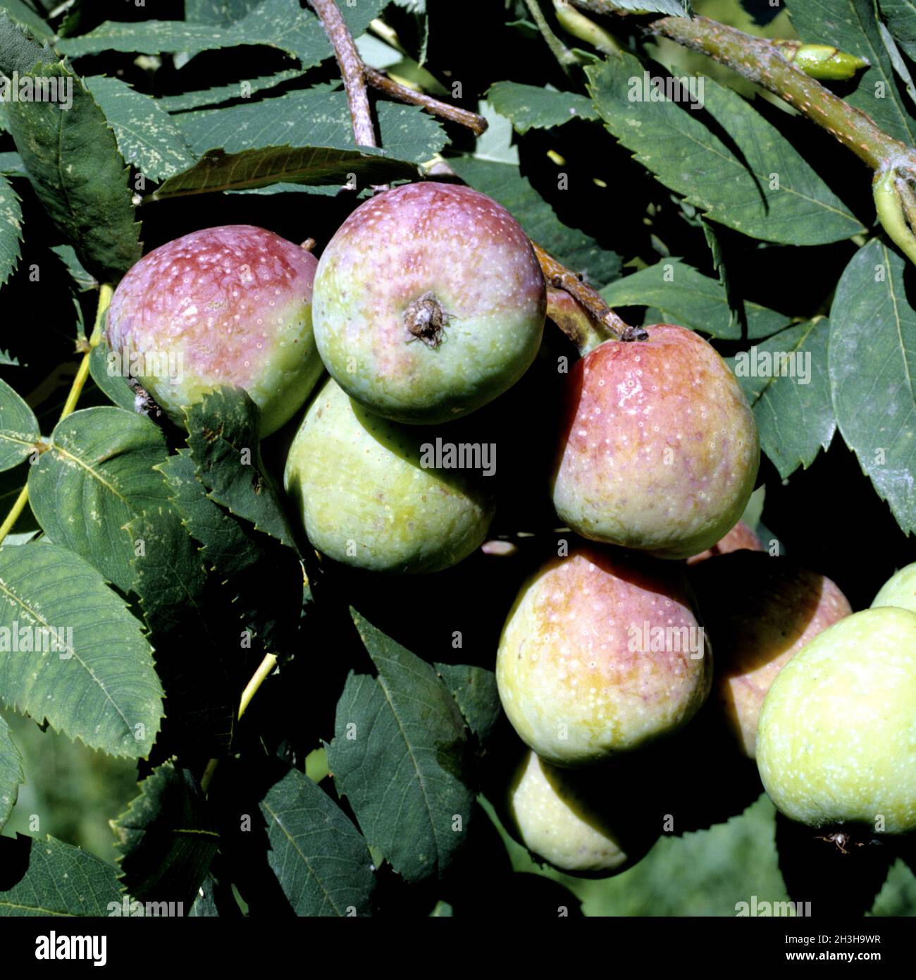 Speierling sorbus domestica hi-res stock photography and images - Alamy
