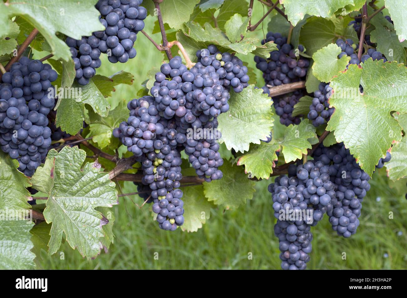 Zweigelt vine, Blauer Zweigelt Stock Photo - Alamy