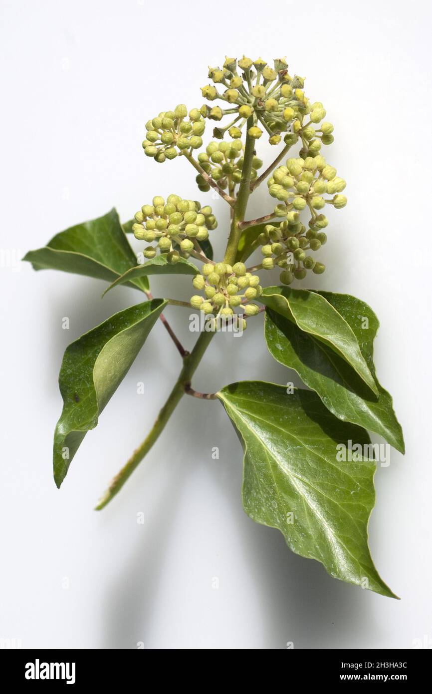 Ivy, Hedera helix, leaf, bluets Stock Photo - Alamy