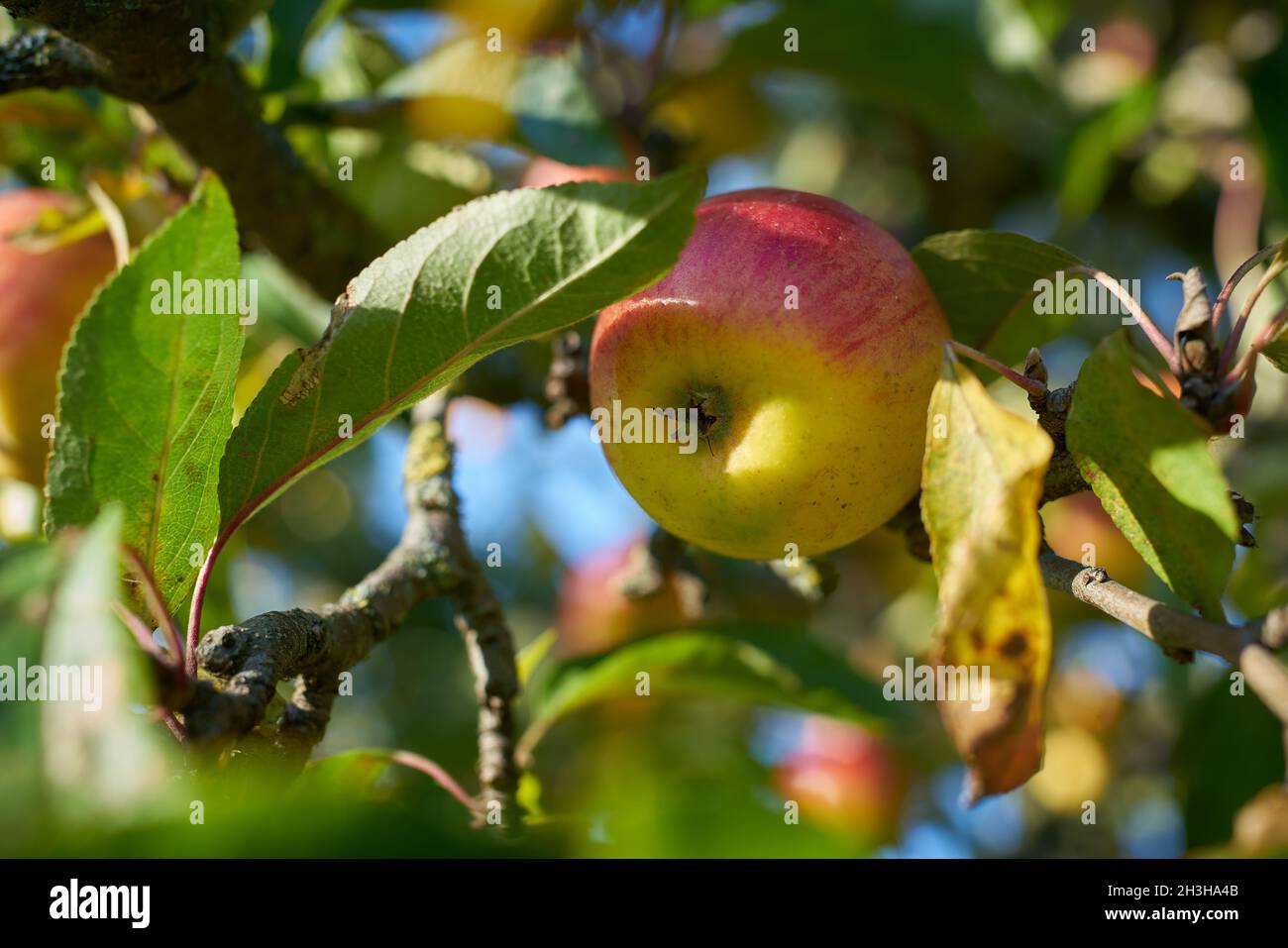 Apple tree with apple on orchard in autumn Stock Photo - Alamy