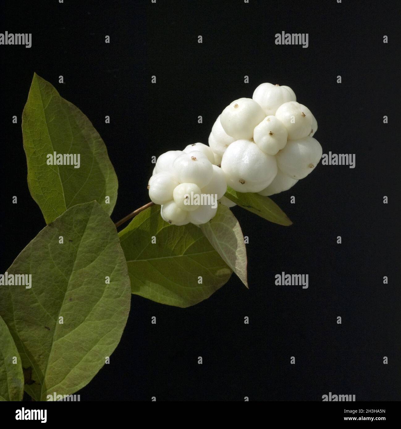 Snowberry, Symphoricarpos, Albus, Fruits Stock Photo - Alamy