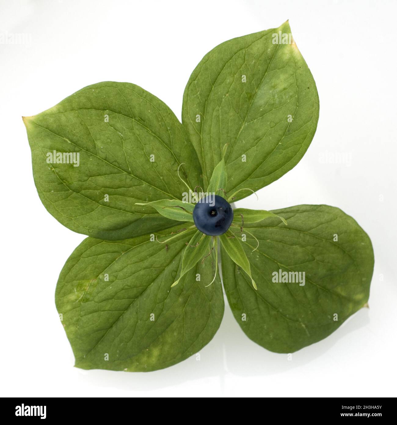Wild dewberry plants hi-res stock photography and images - Alamy