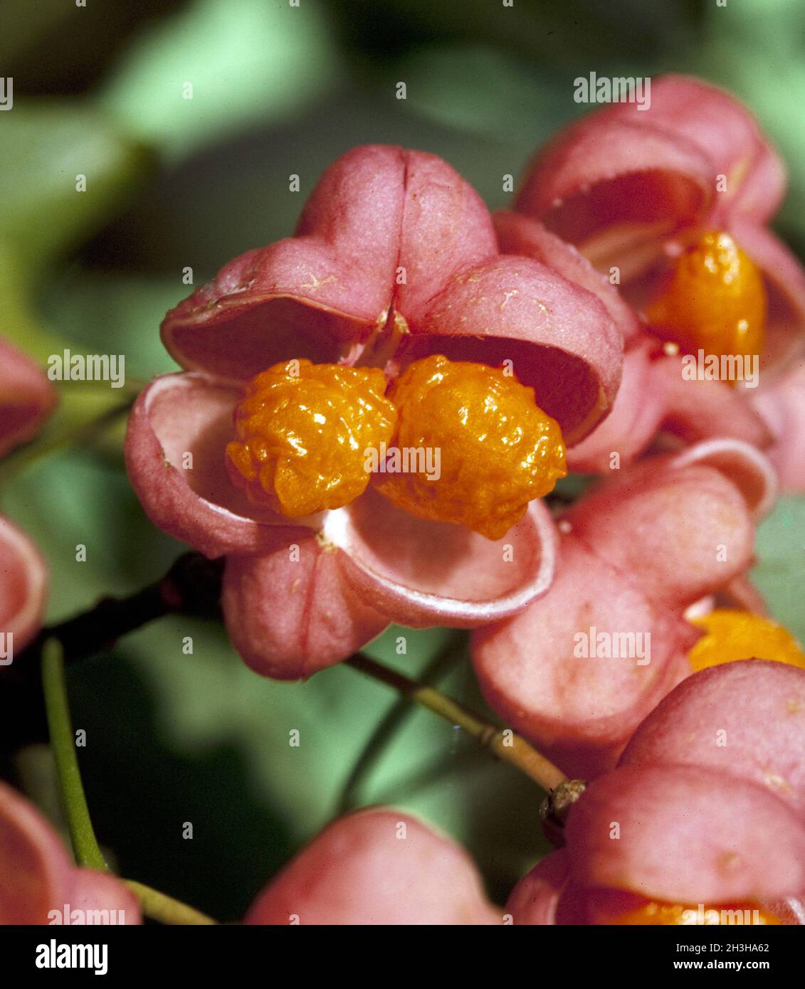 Native spindle tree hi-res stock photography and images - Alamy