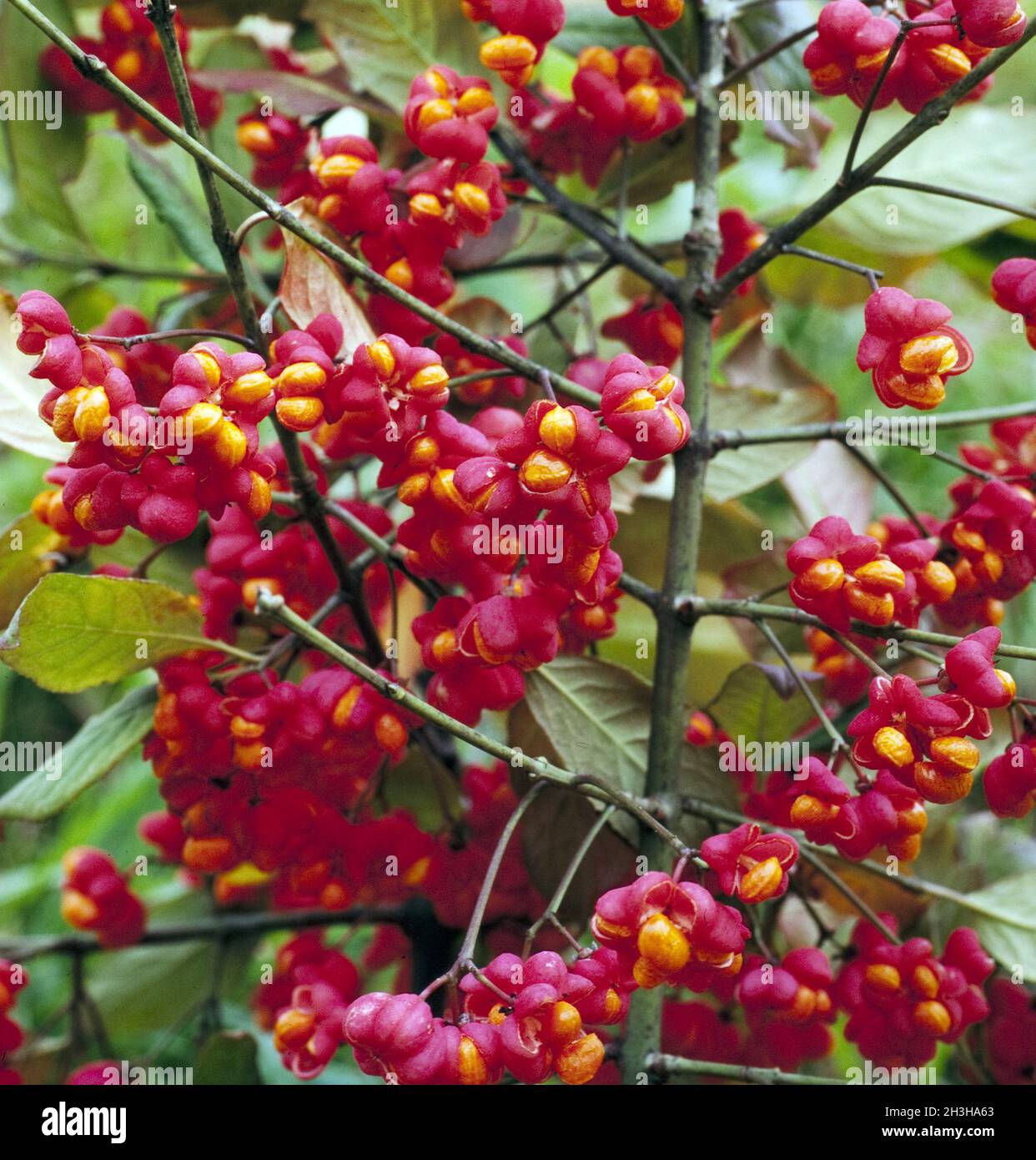 Native spindle tree hi-res stock photography and images - Alamy