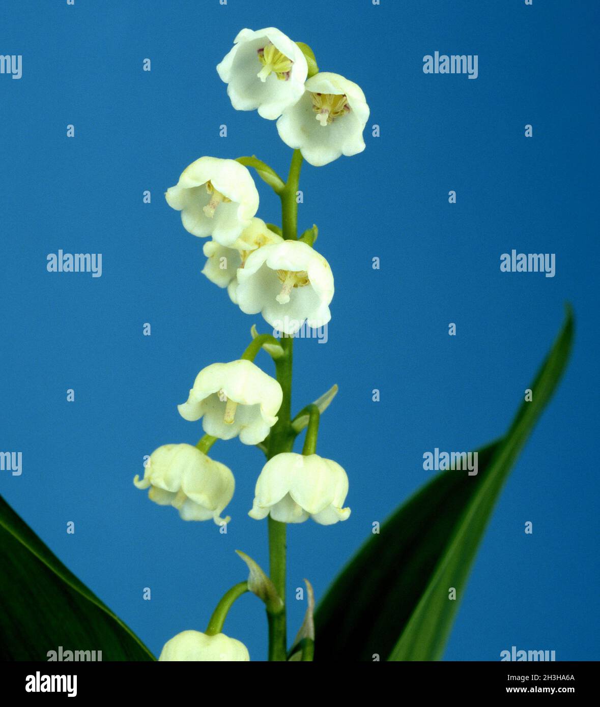 May lily, Convallaria majalis Stock Photo - Alamy