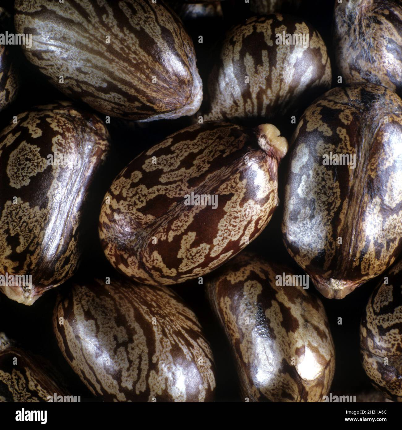 Rizinus hi-res stock photography and images - Alamy