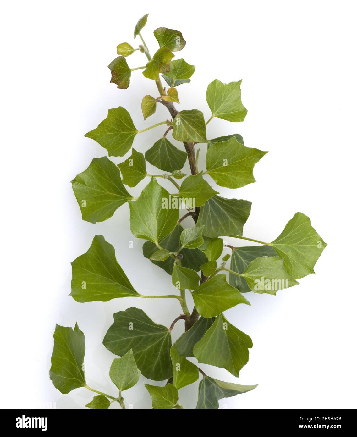 Ivy, Hedera helix Stock Photo - Alamy