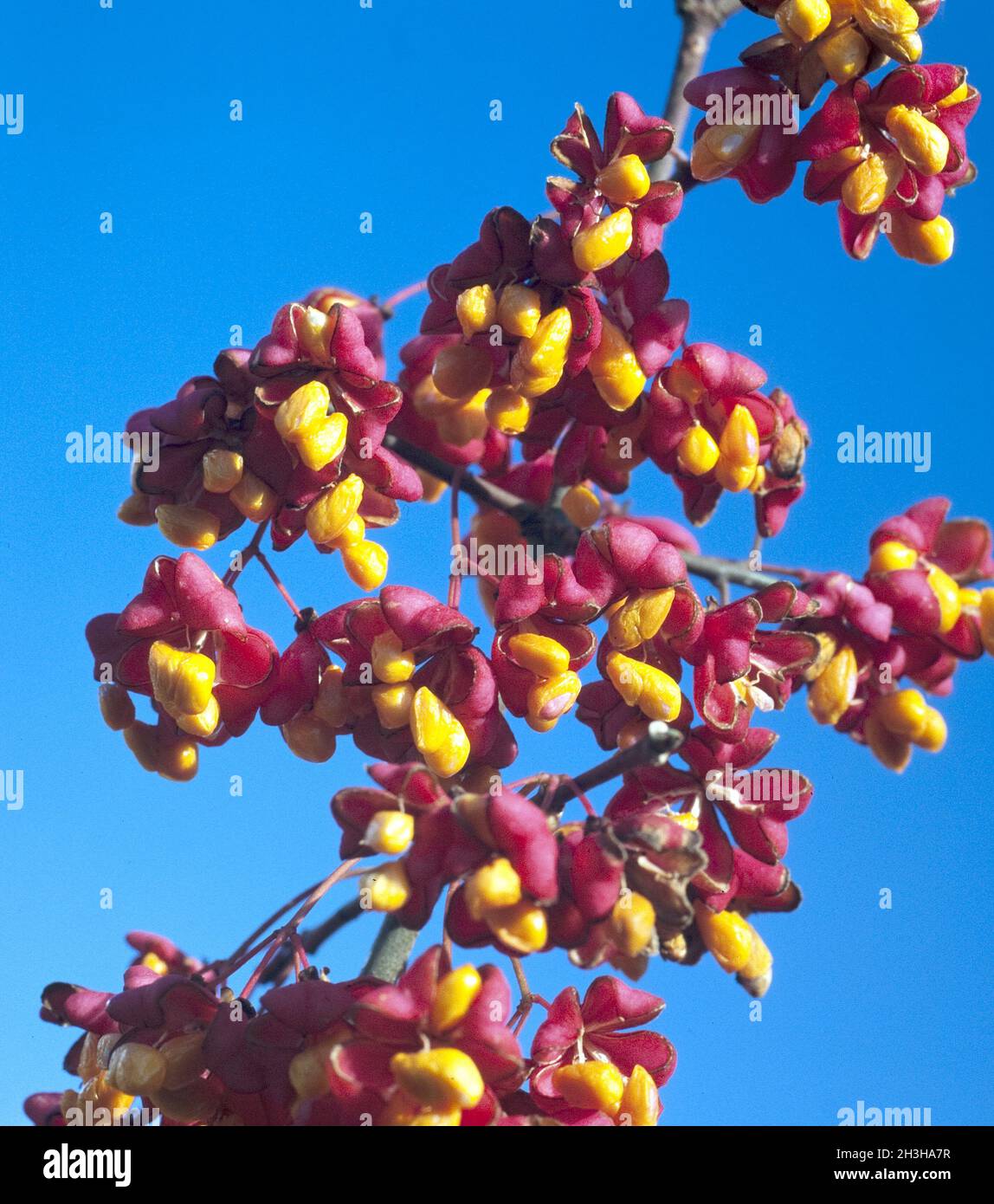 Spindle tree, Euonymus Europaeus Stock Photo - Alamy