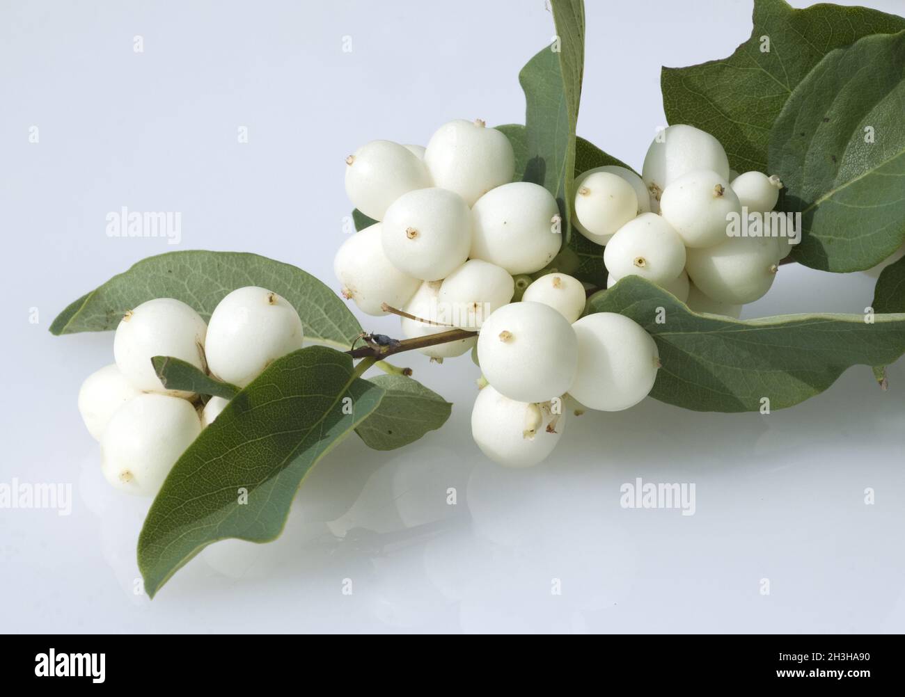 Snowberry, Symphoricarpos, Albus, Fruits Stock Photo - Alamy