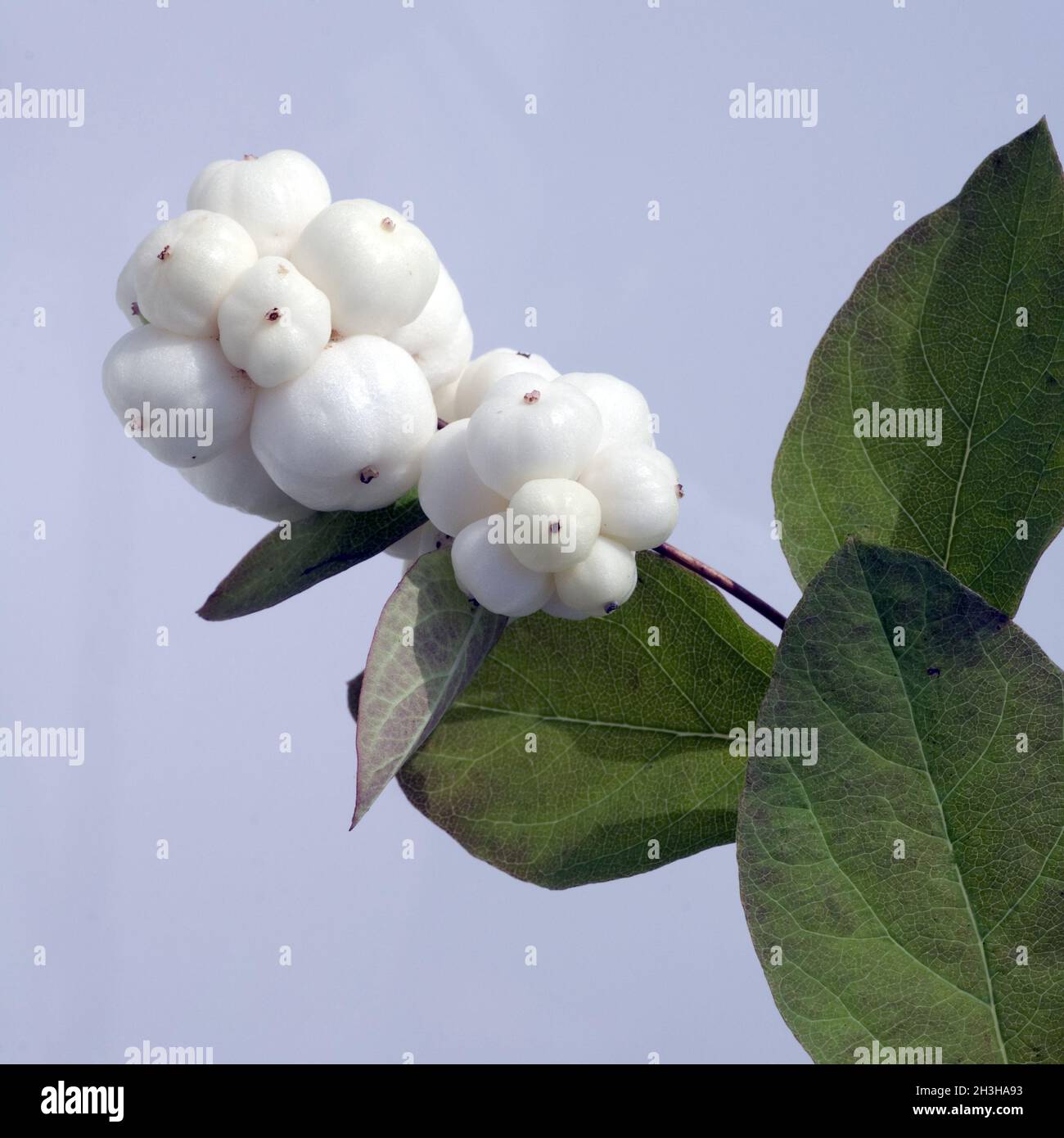 Snowberry, Symphoricarpos, Albus, Fruits Stock Photo - Alamy