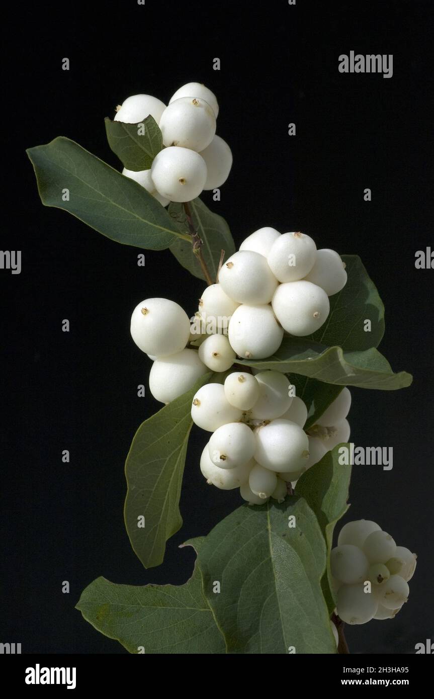 Snowberry, Symphoricarpos, Albus, Fruits Stock Photo - Alamy