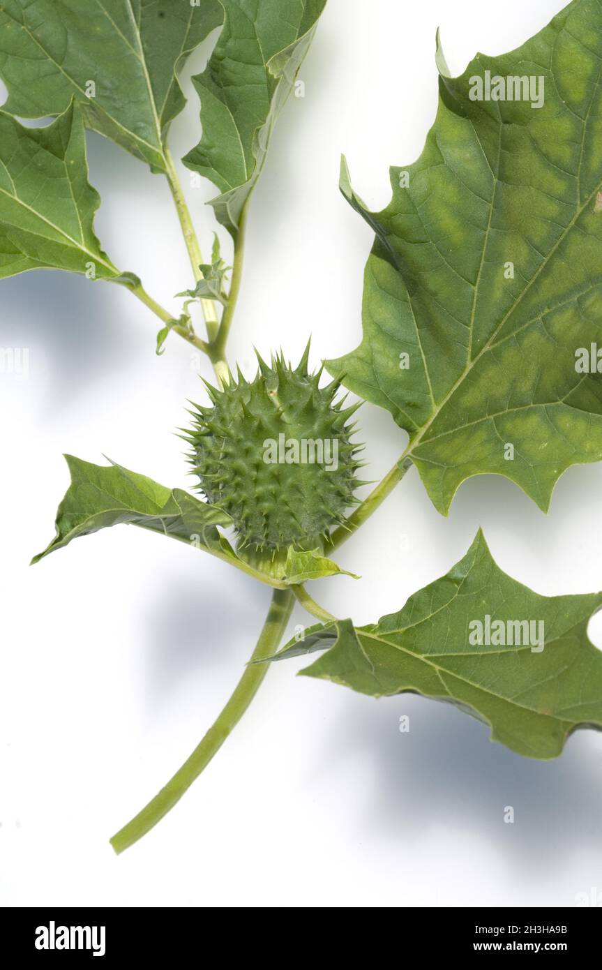 Jimson weed; Datura stramonium Stock Photo - Alamy