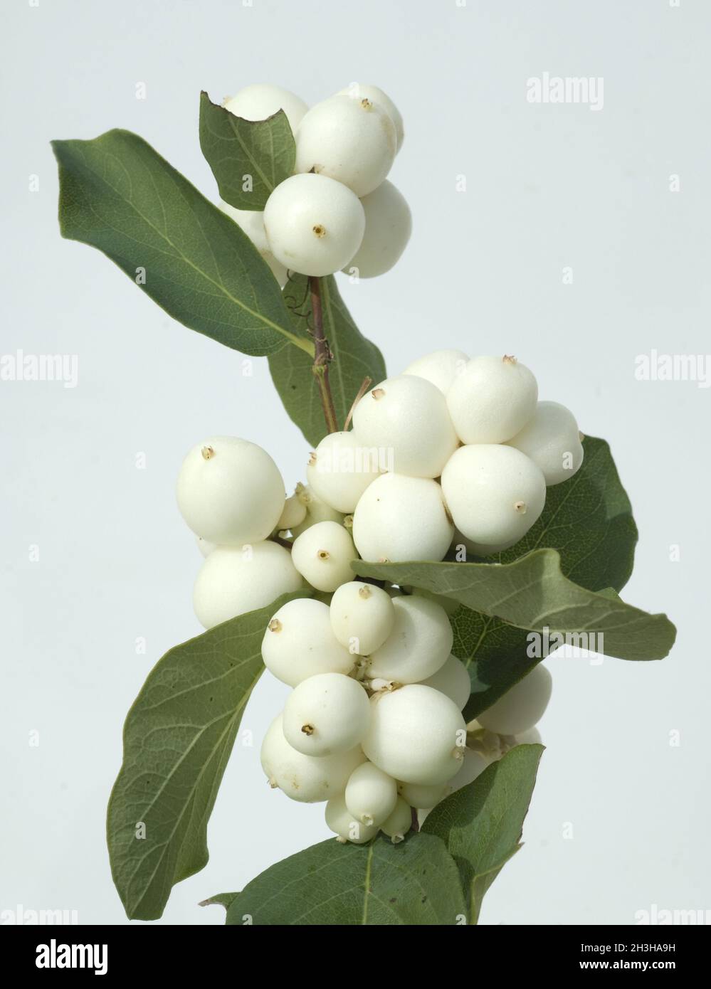 Snowberry, Symphoricarpos, Albus, Fruits Stock Photo - Alamy