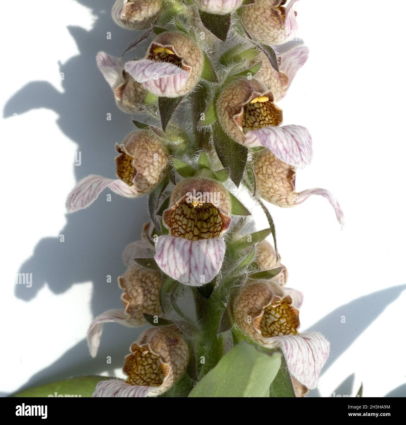 Woolly foxglove hi-res stock photography and images - Alamy