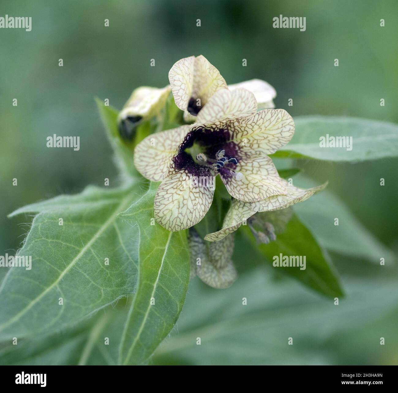Black henbane hi-res stock photography and images - Alamy