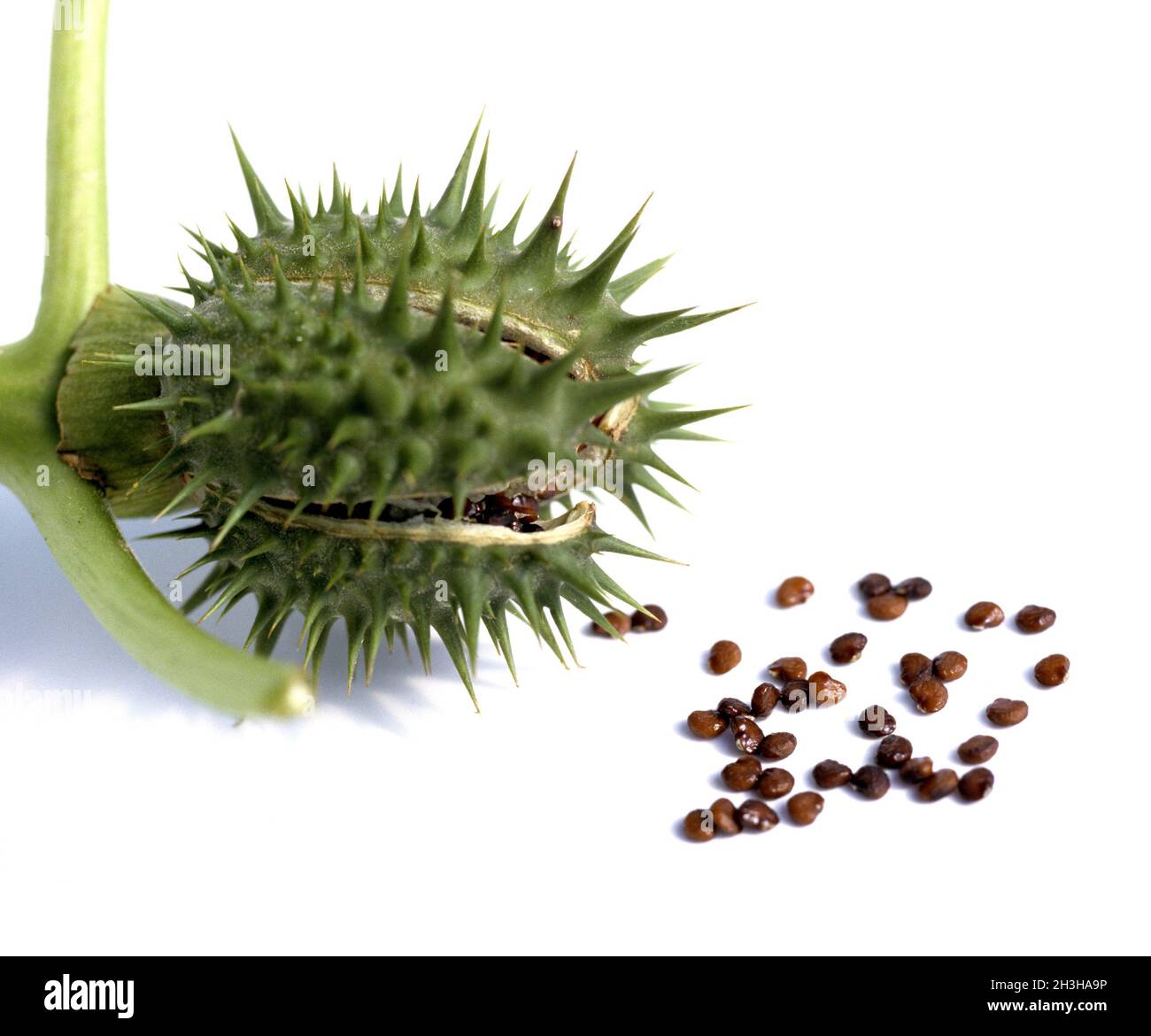 Seeds of datura hi-res stock photography and images - Alamy