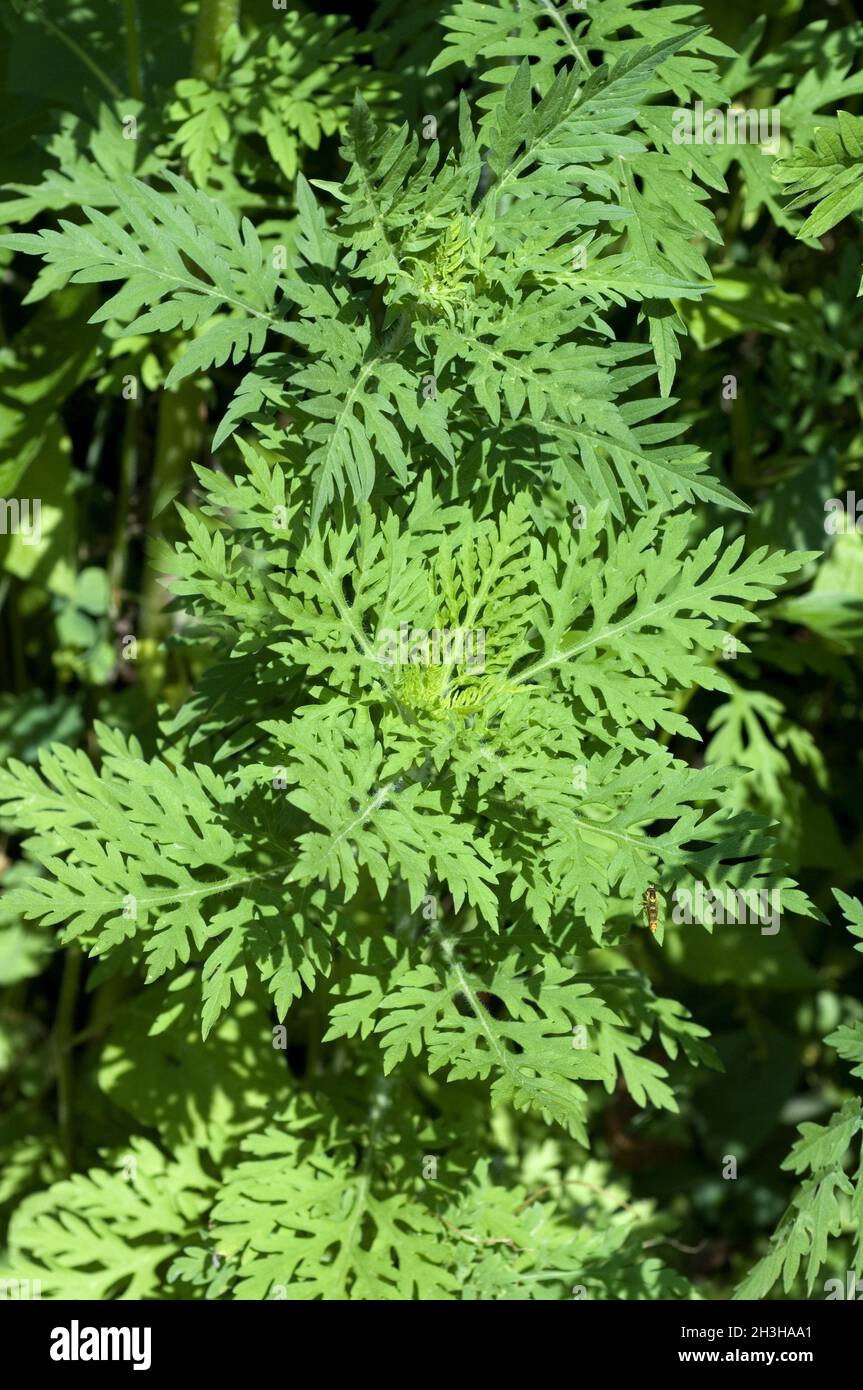 Ambrosia, Ambrosia artemisiifolia Stock Photo - Alamy