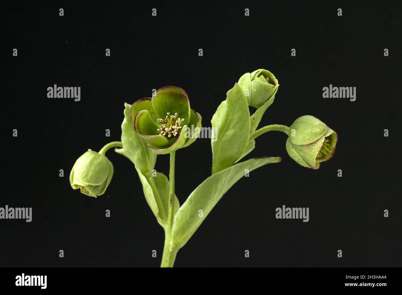 Stinking hellebore, Helleborus foetidus Stock Photo - Alamy
