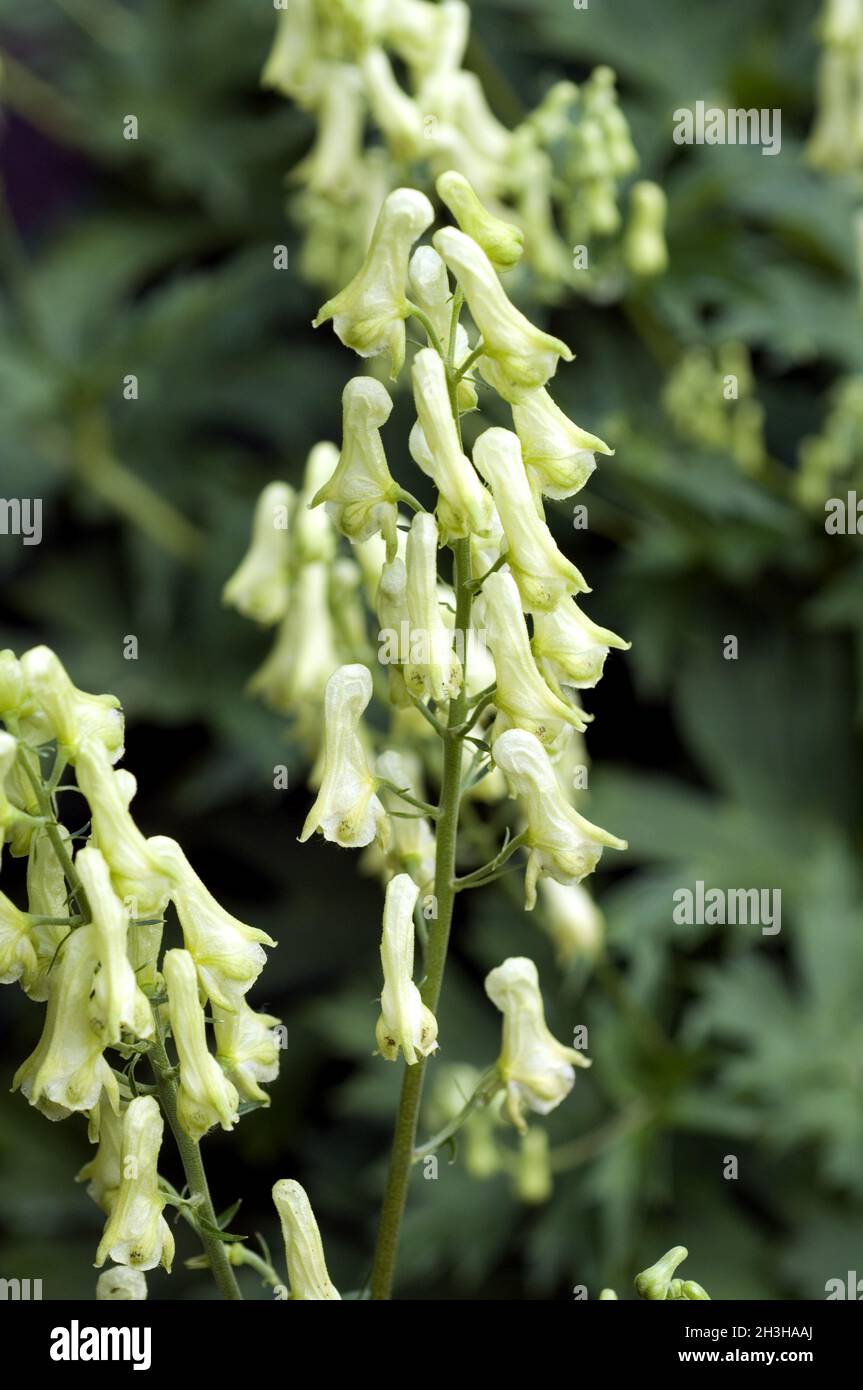 Yellow wolfsbane hi-res stock photography and images - Alamy